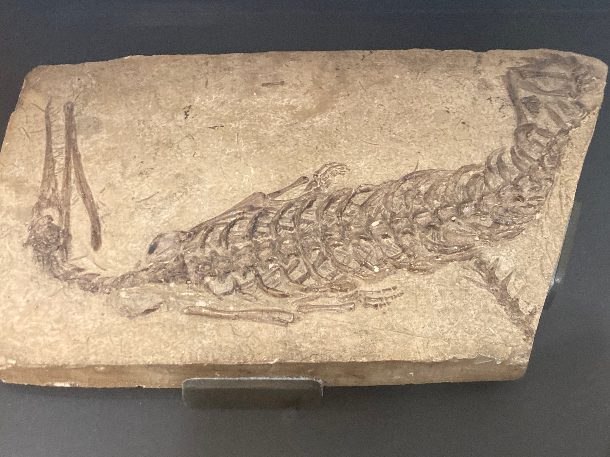 Mesosaurus Fossil Teeth