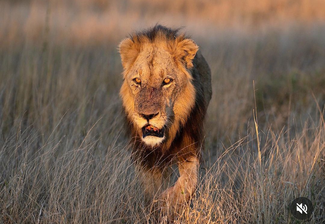 Lion Chasing Giraffe
