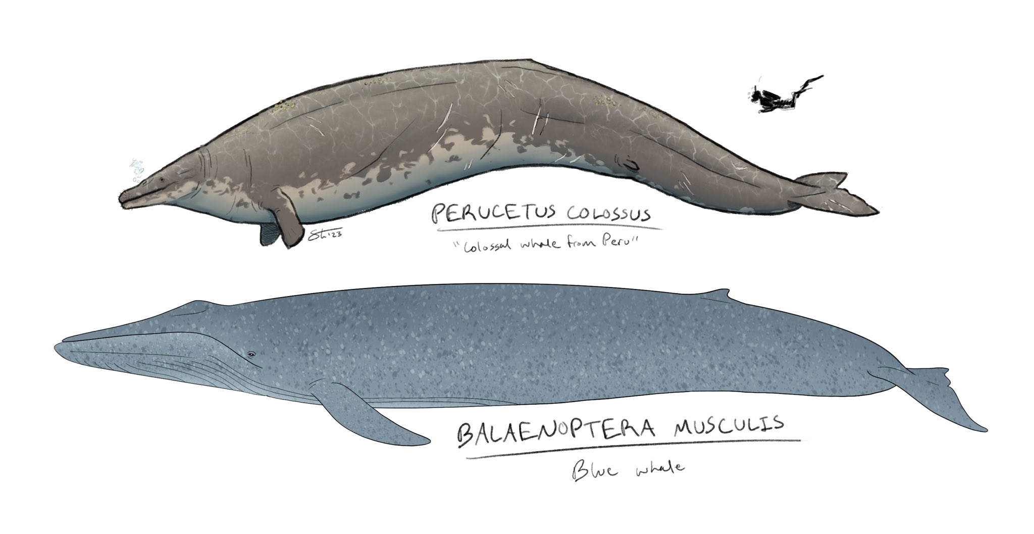Blue Whale Size