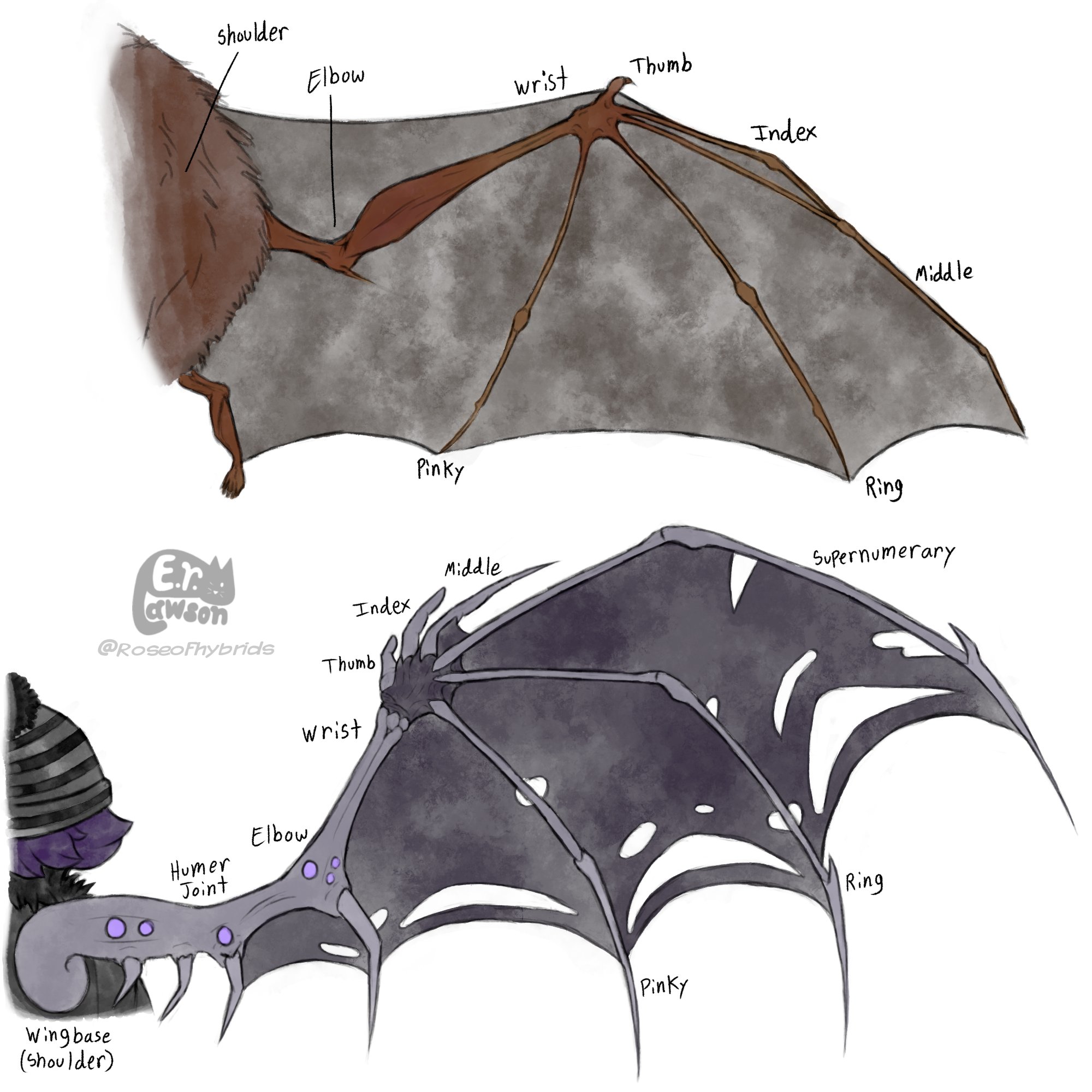 Bat Wing Anatomy