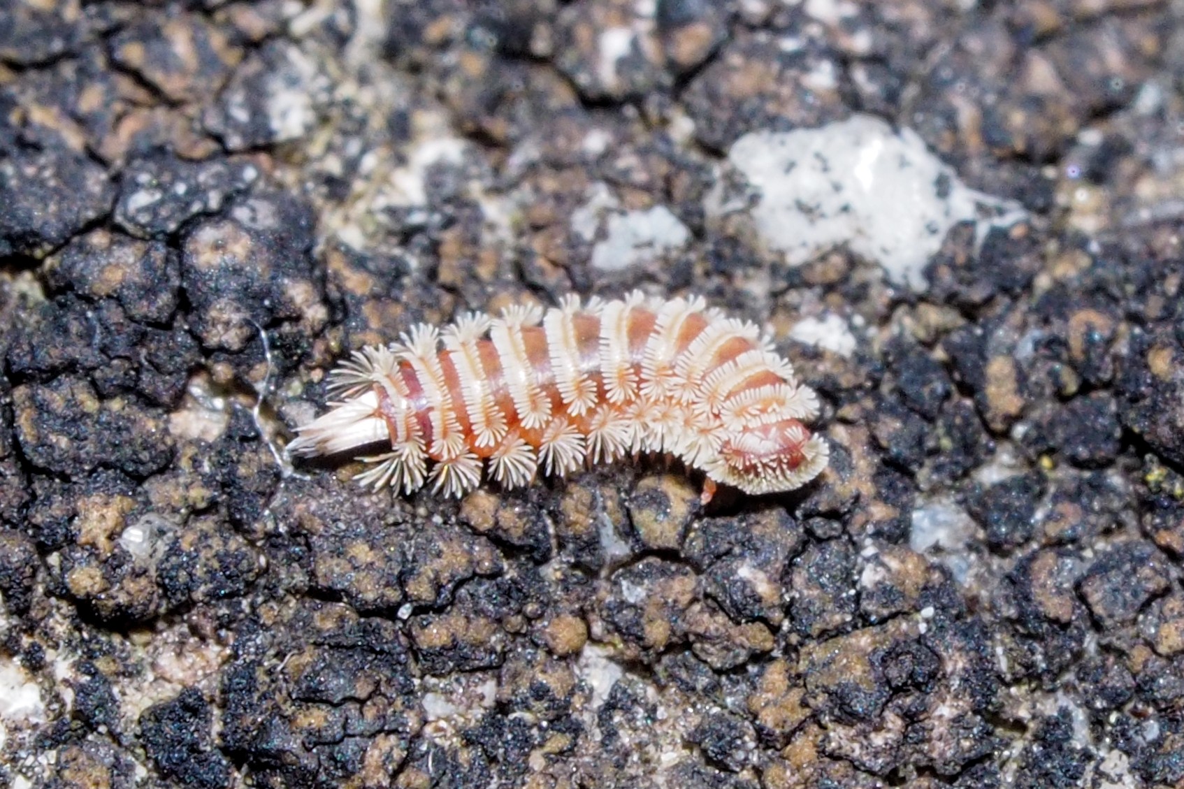 Millipede Larvae White
