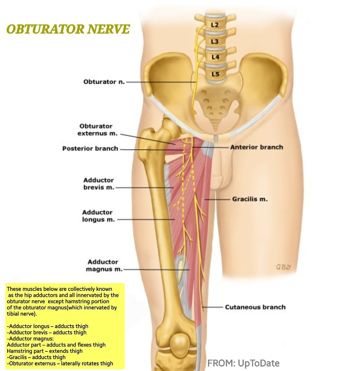 Obturator Nerve Anatomy