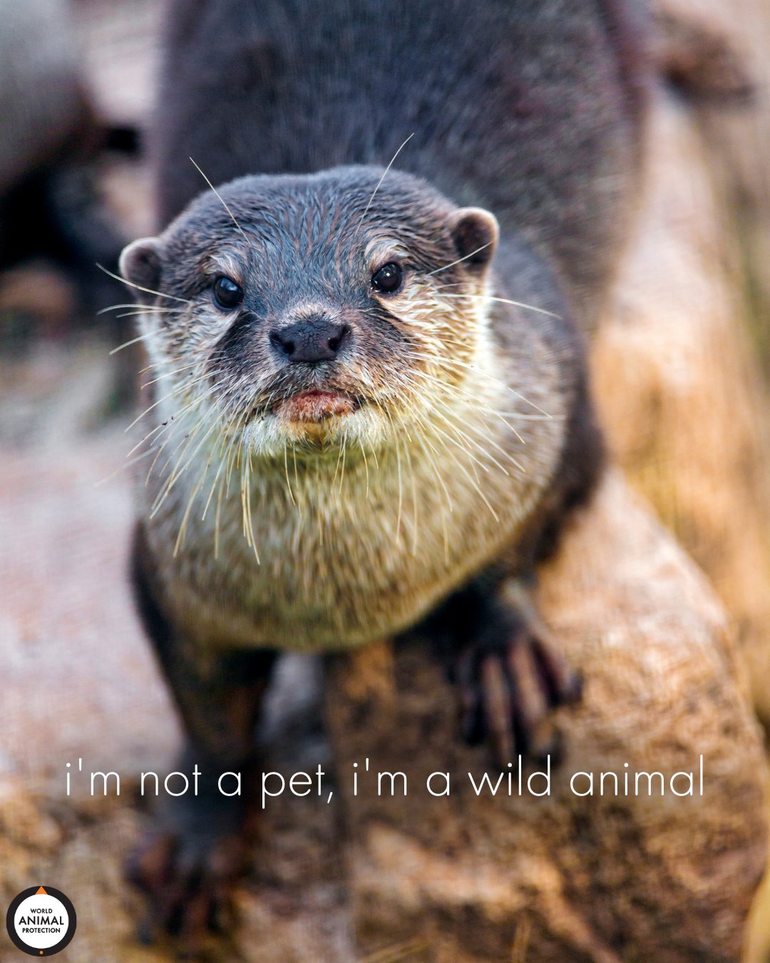 Cutest Wild Animals In The World