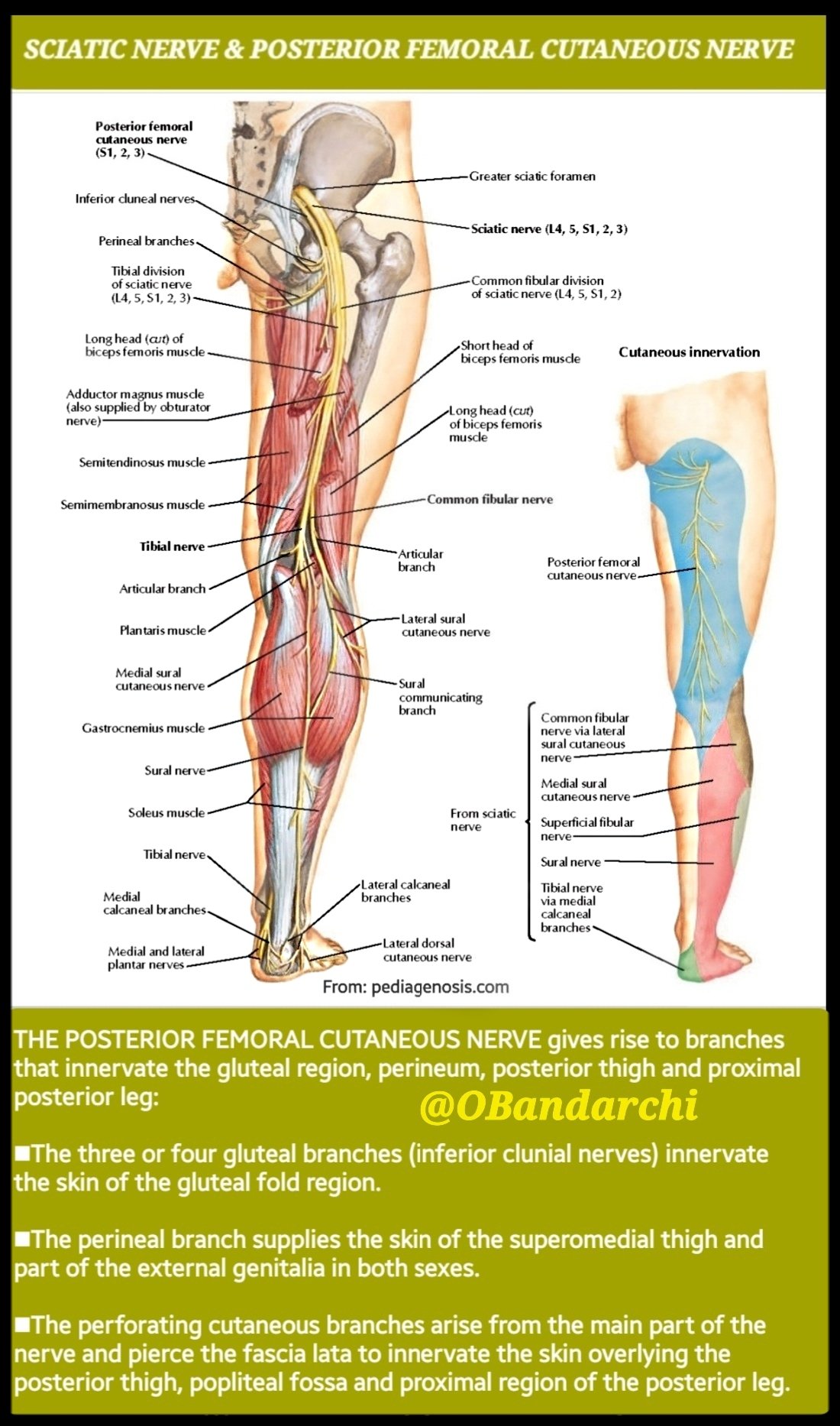 Posterior Femoral Cutaneous Nerve Case Report: S1 And S2 Nerve Root