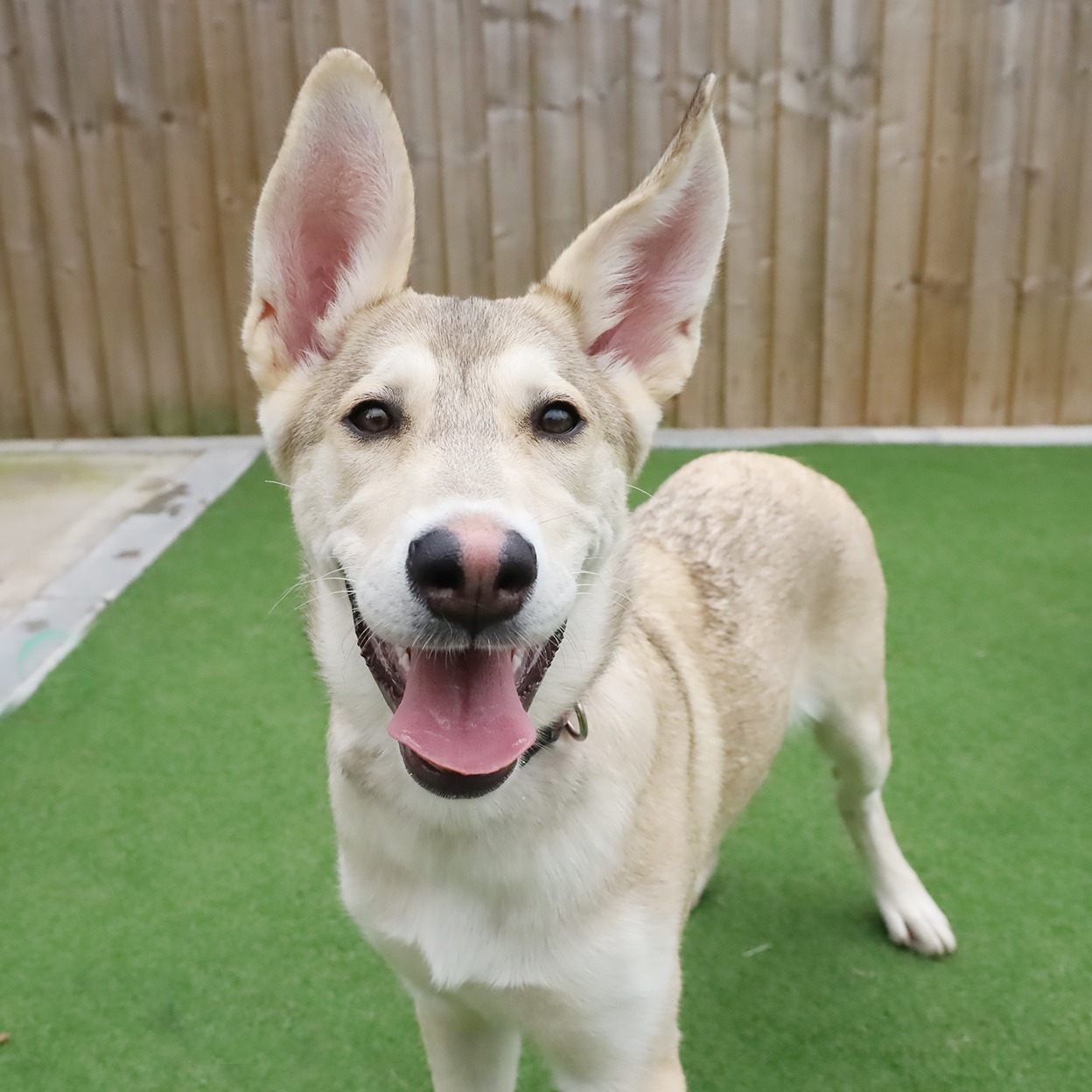 Greyhound Husky Cross