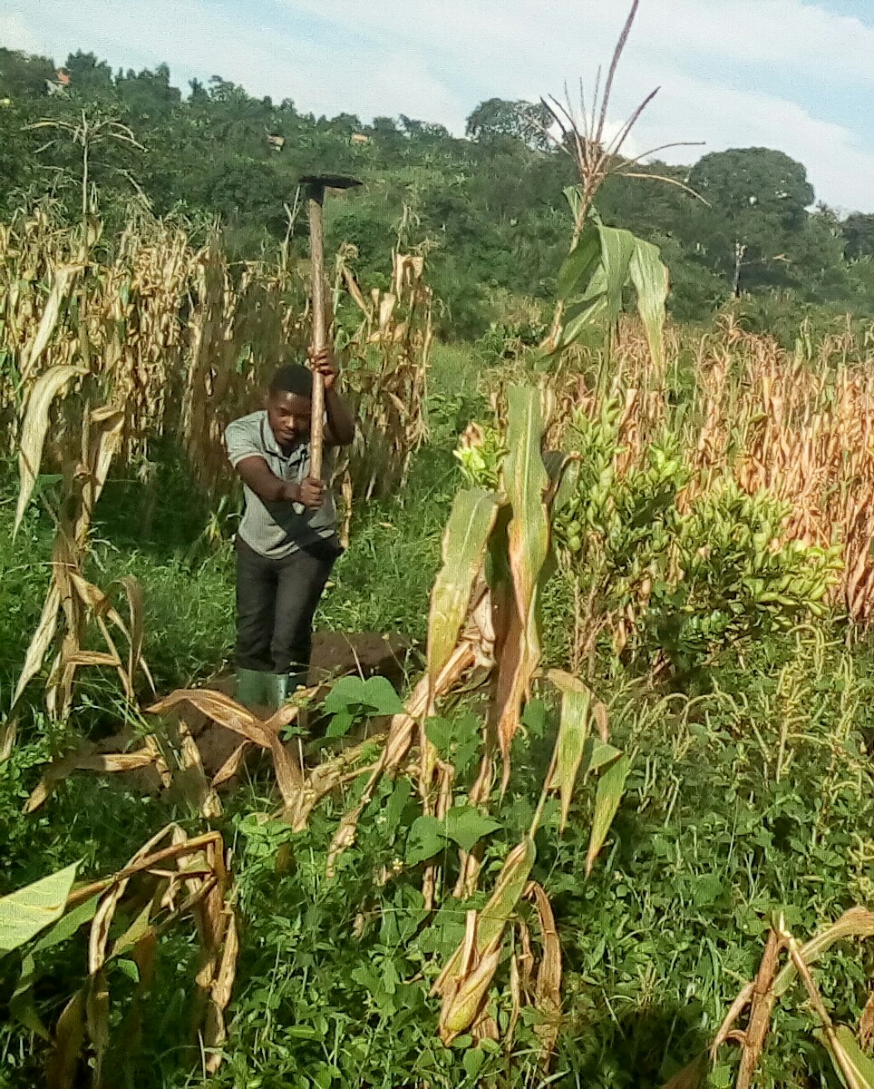 FARMING LESSON! WEEDING: This the removal of unwanted plants from the ...