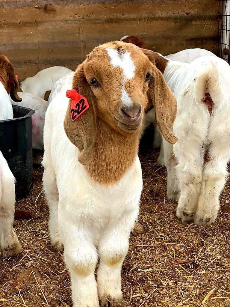 Baby Meat Goats