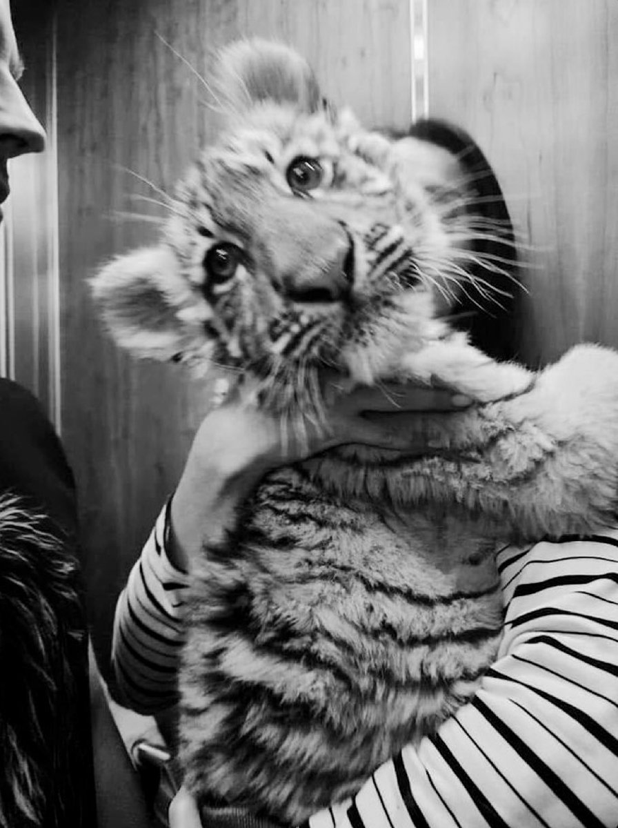 White Tiger Photography Tumblr