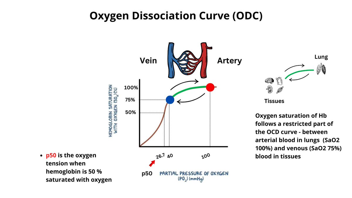 1/8 NOTES ON OXYGEN DISSOCIATION (ODC) CURVE The sigmoidal ODC curve ...