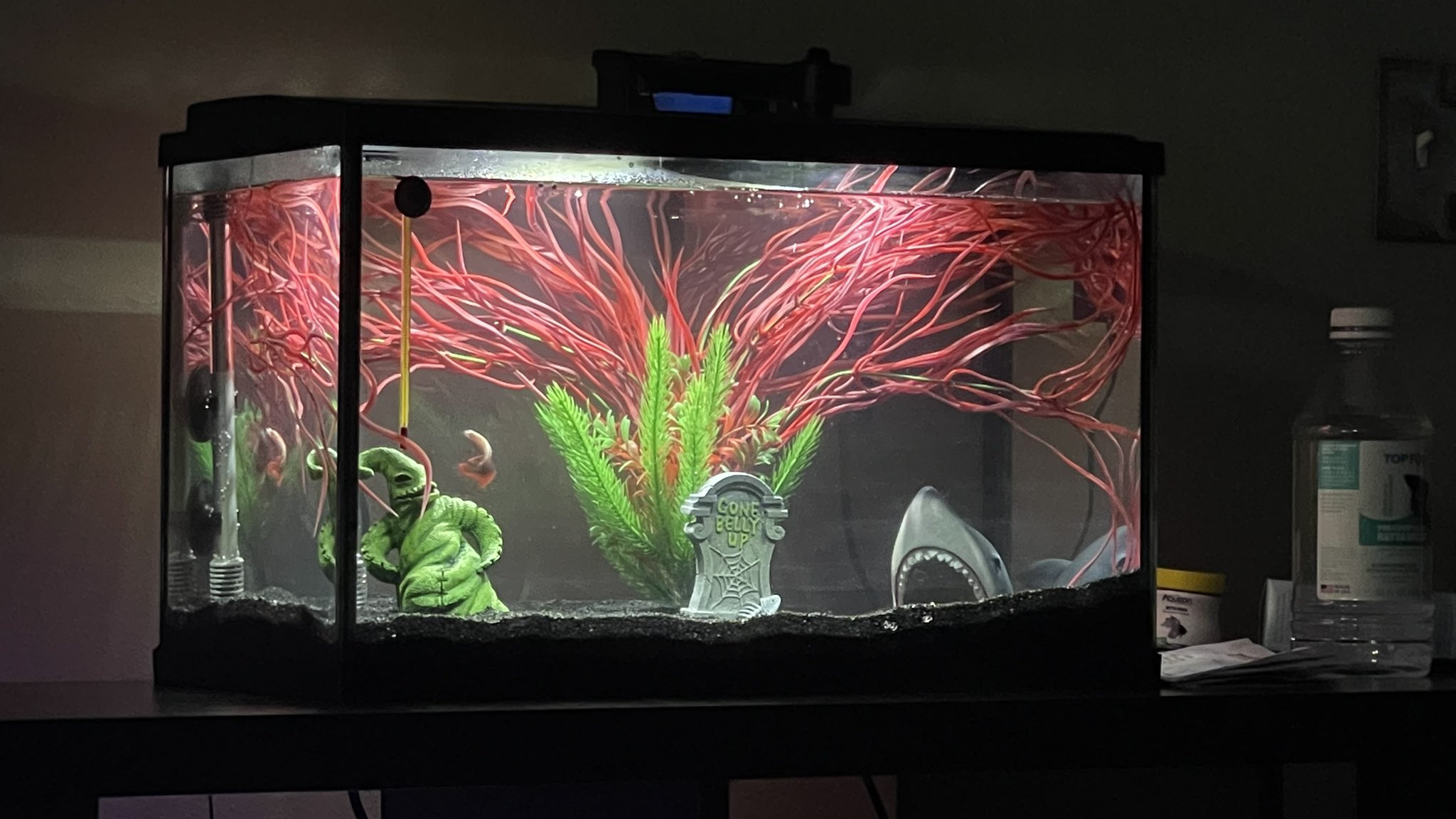 Betta Fish Tank Setup