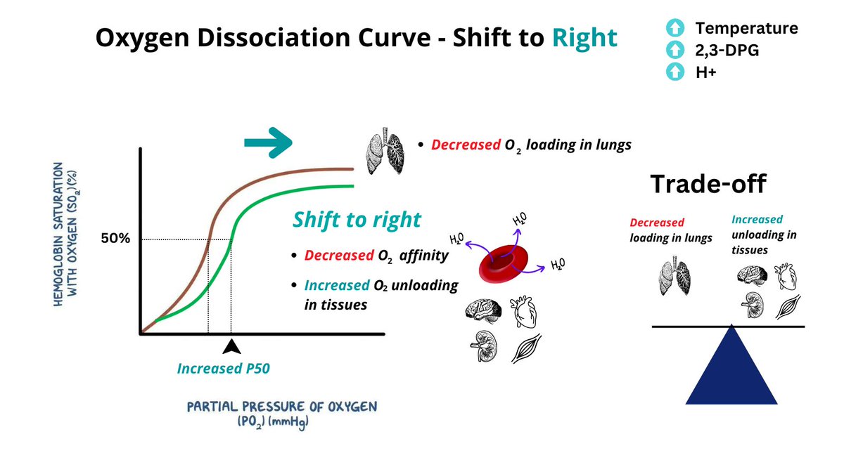 1/8 NOTES ON OXYGEN DISSOCIATION (ODC) CURVE The sigmoidal ODC curve ...