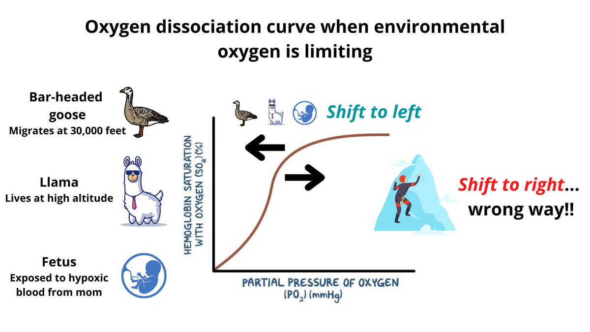 1/8 NOTES ON OXYGEN DISSOCIATION (ODC) CURVE The sigmoidal ODC curve ...