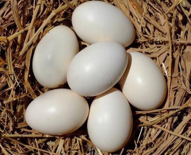 POWER OF NATIVE EGG You can use native egg for purification. You can ...