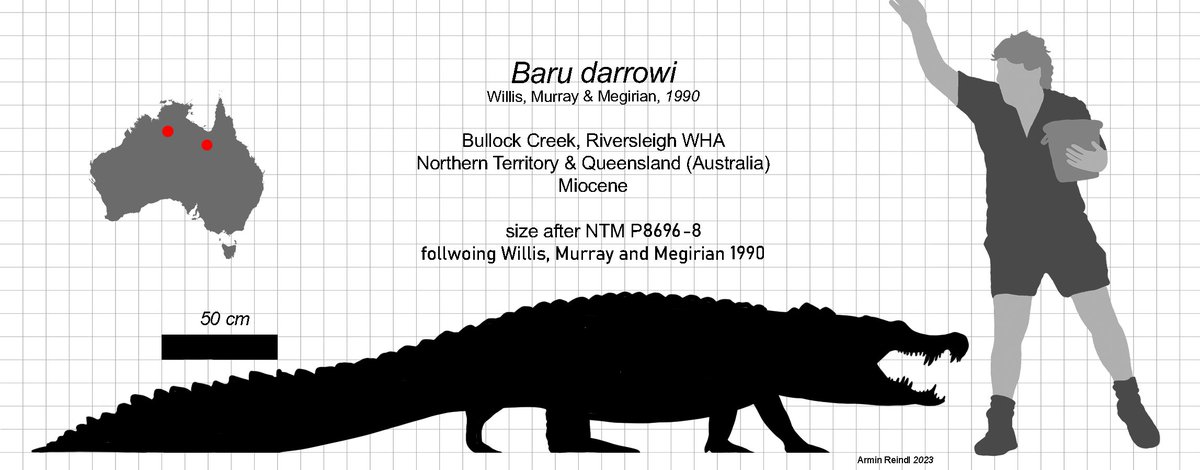 Australian Crocodile Size Comparison
