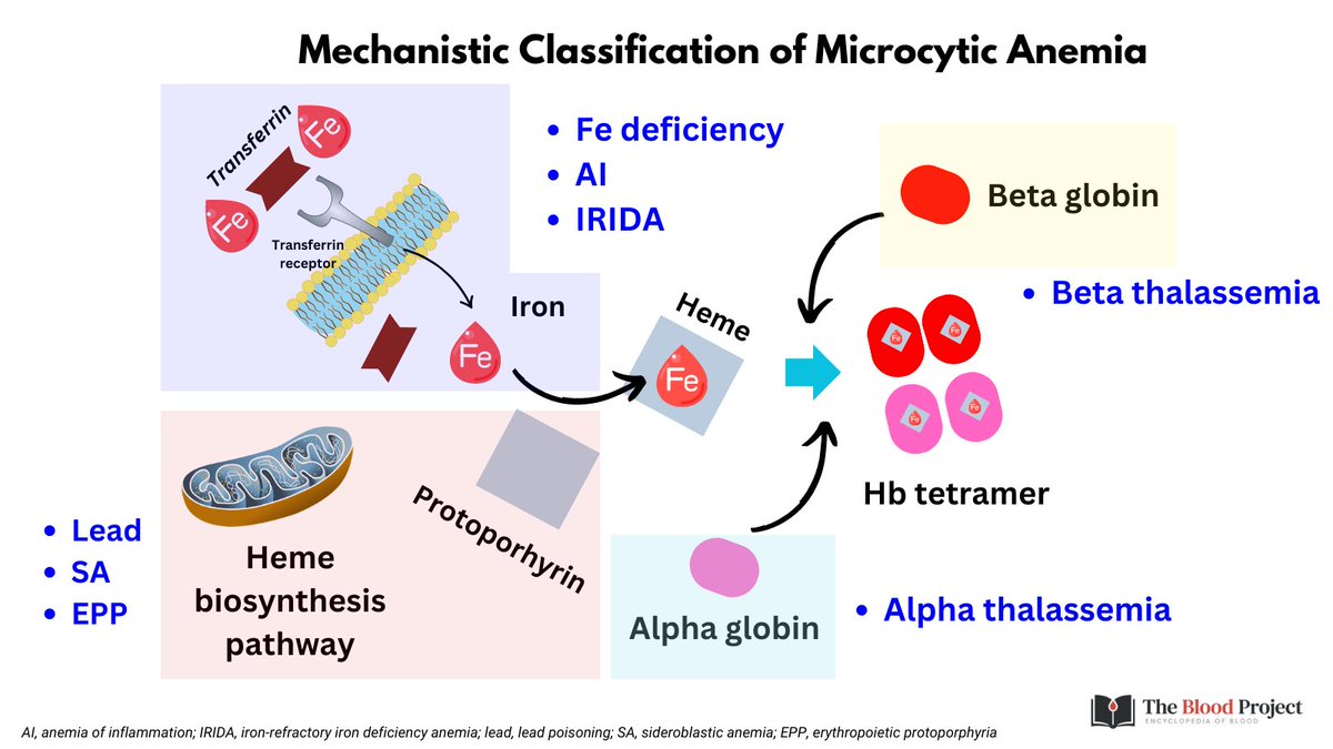 Microcytosis