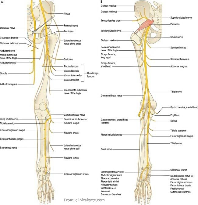 Lower Limb Nerves