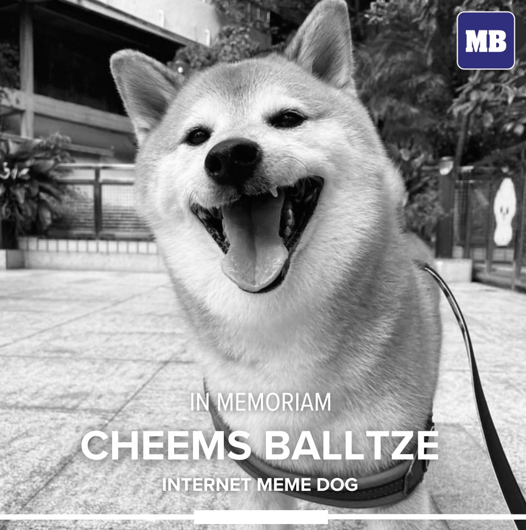 Dog Happy Face Meme