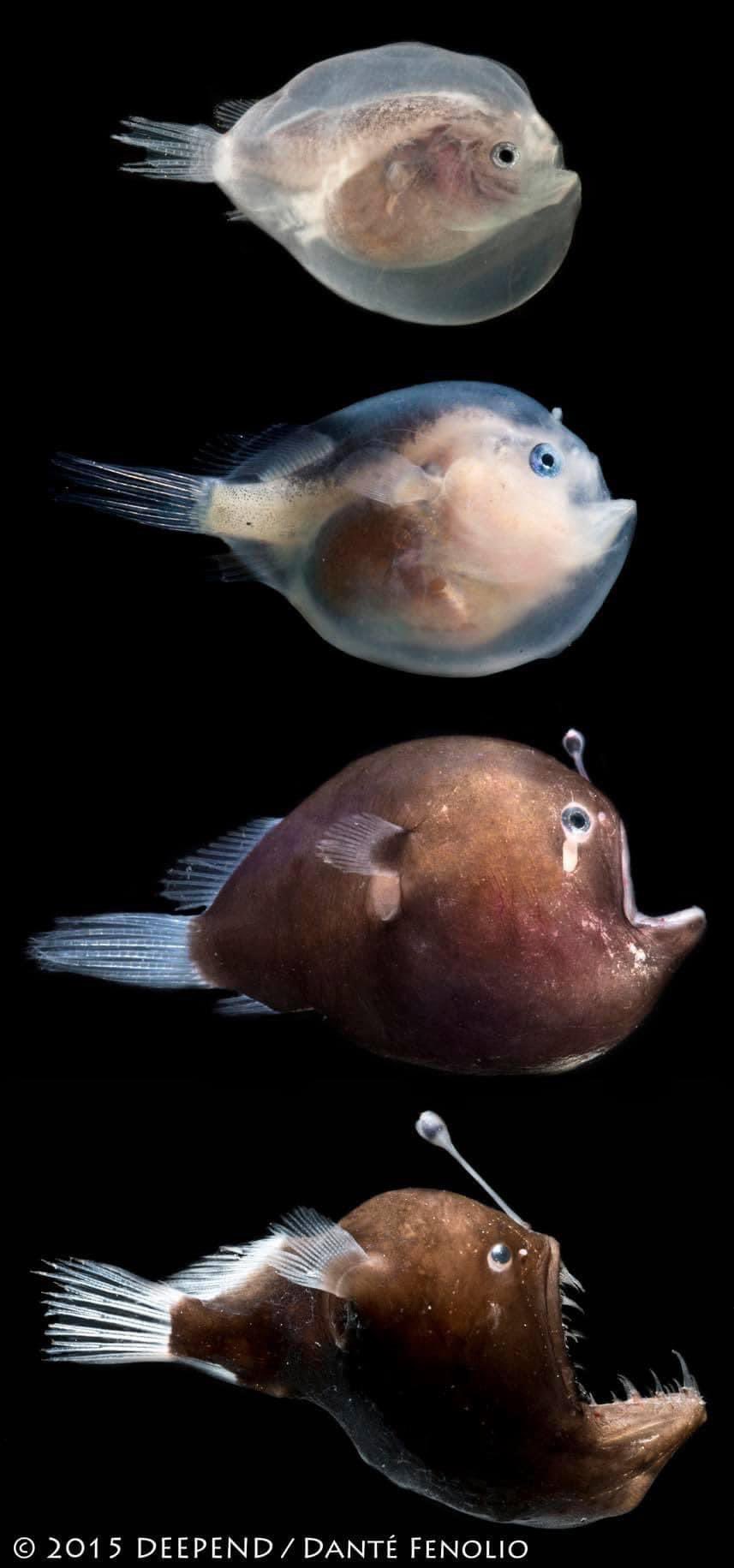 Female Humpback Anglerfish