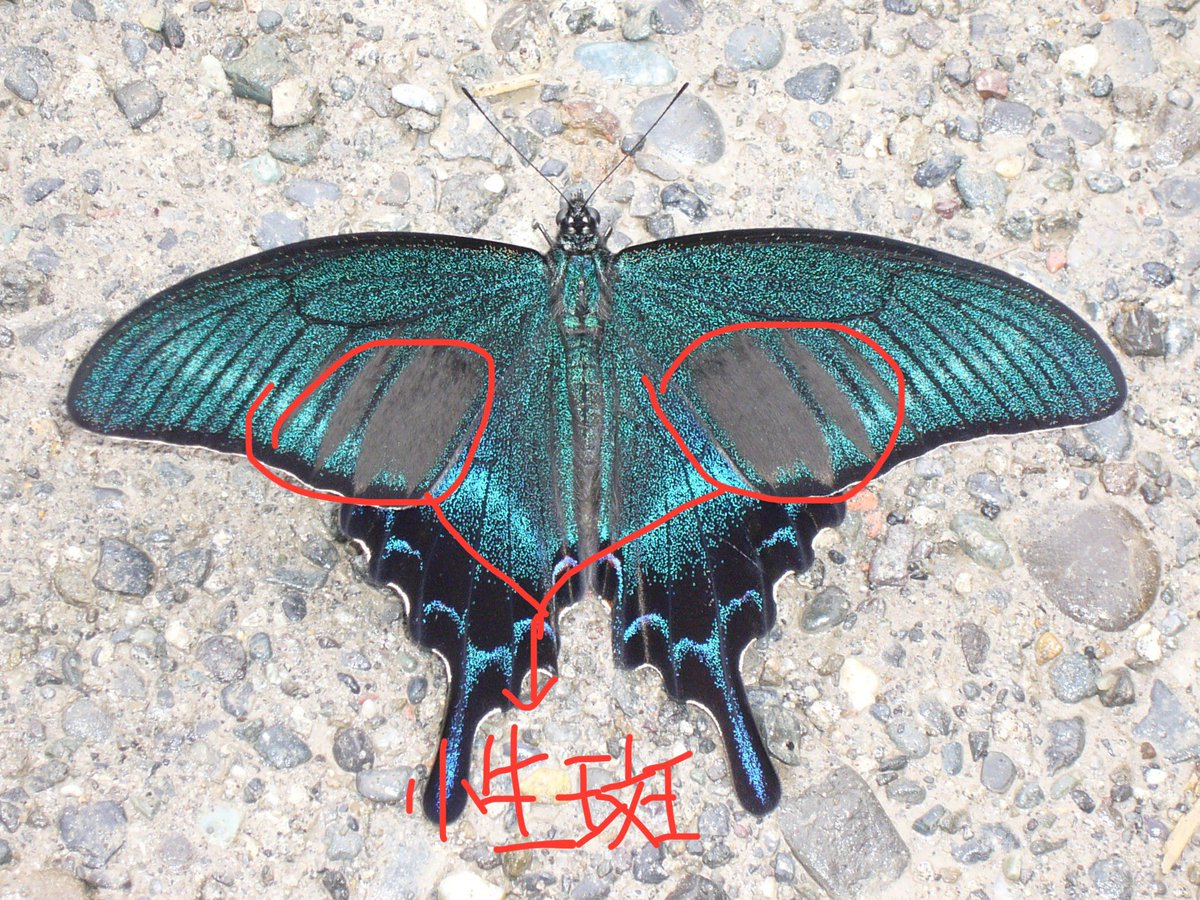 kuzawa(@kuzawa_bolete) - Twilog