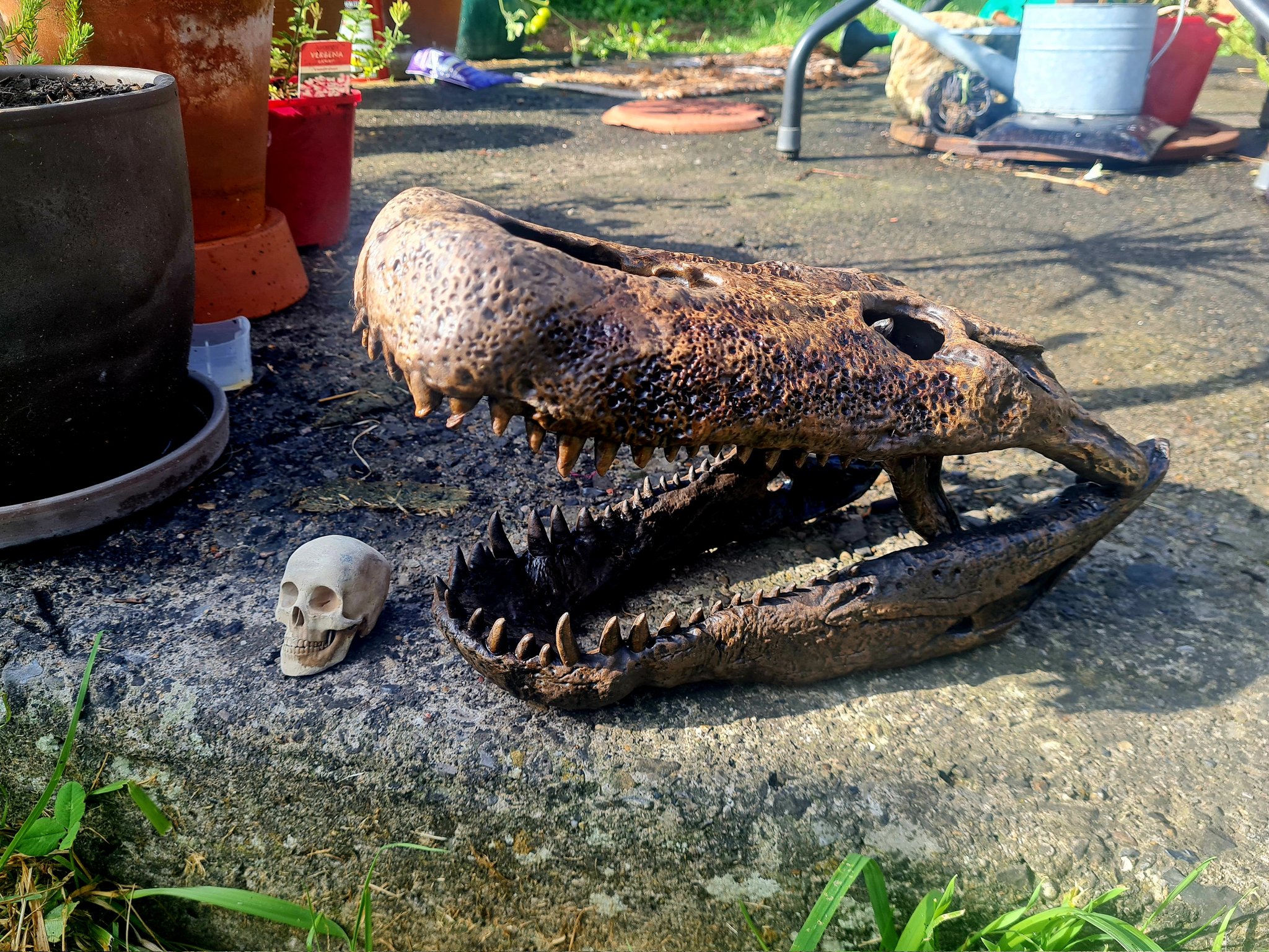 Purussaurus Skull