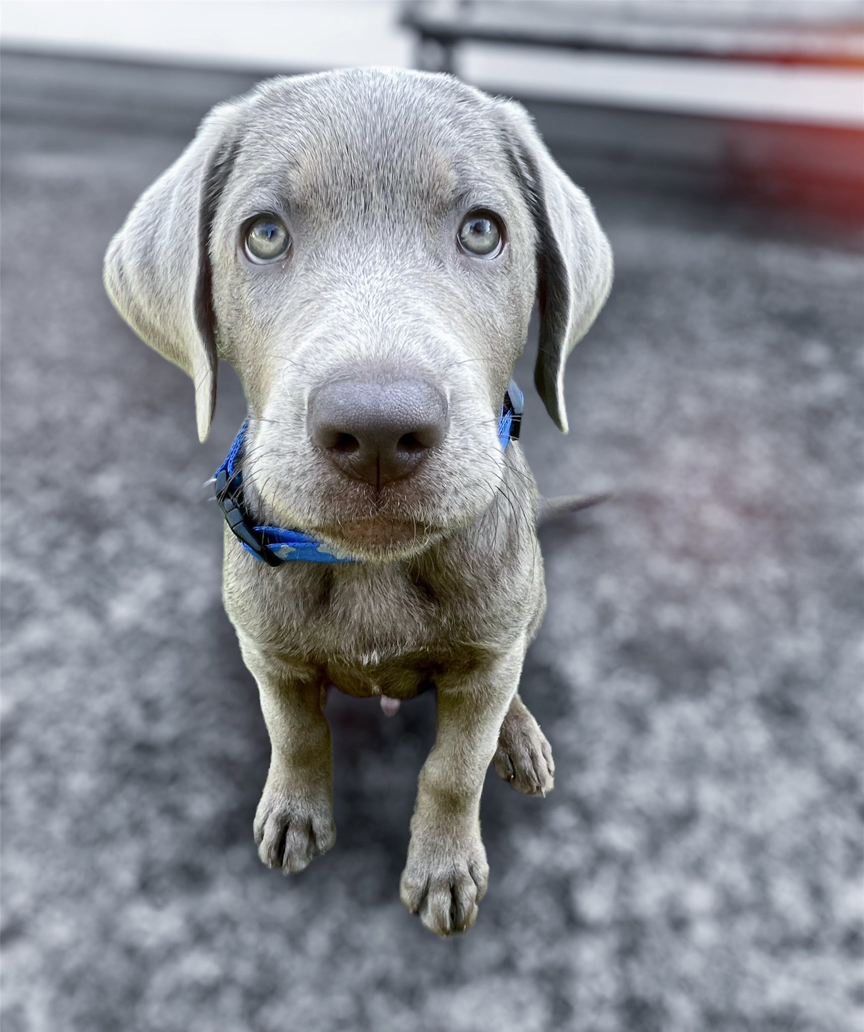 Silver Lab Puppy With Blue Eyes