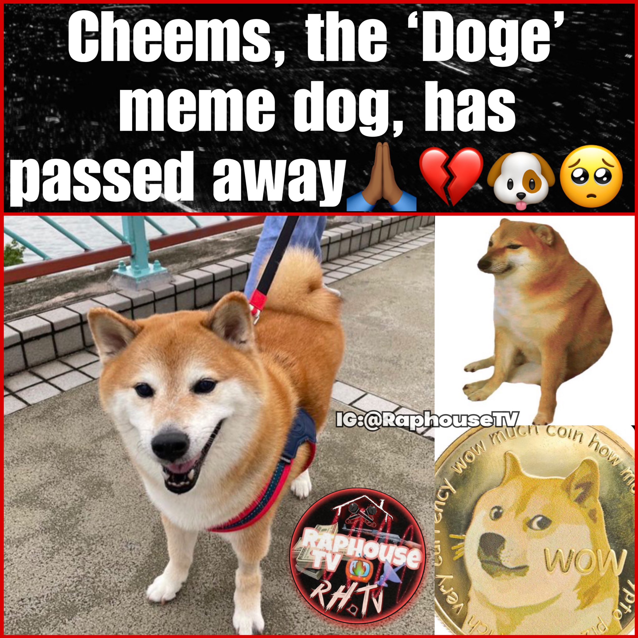 Wow Meme Dog