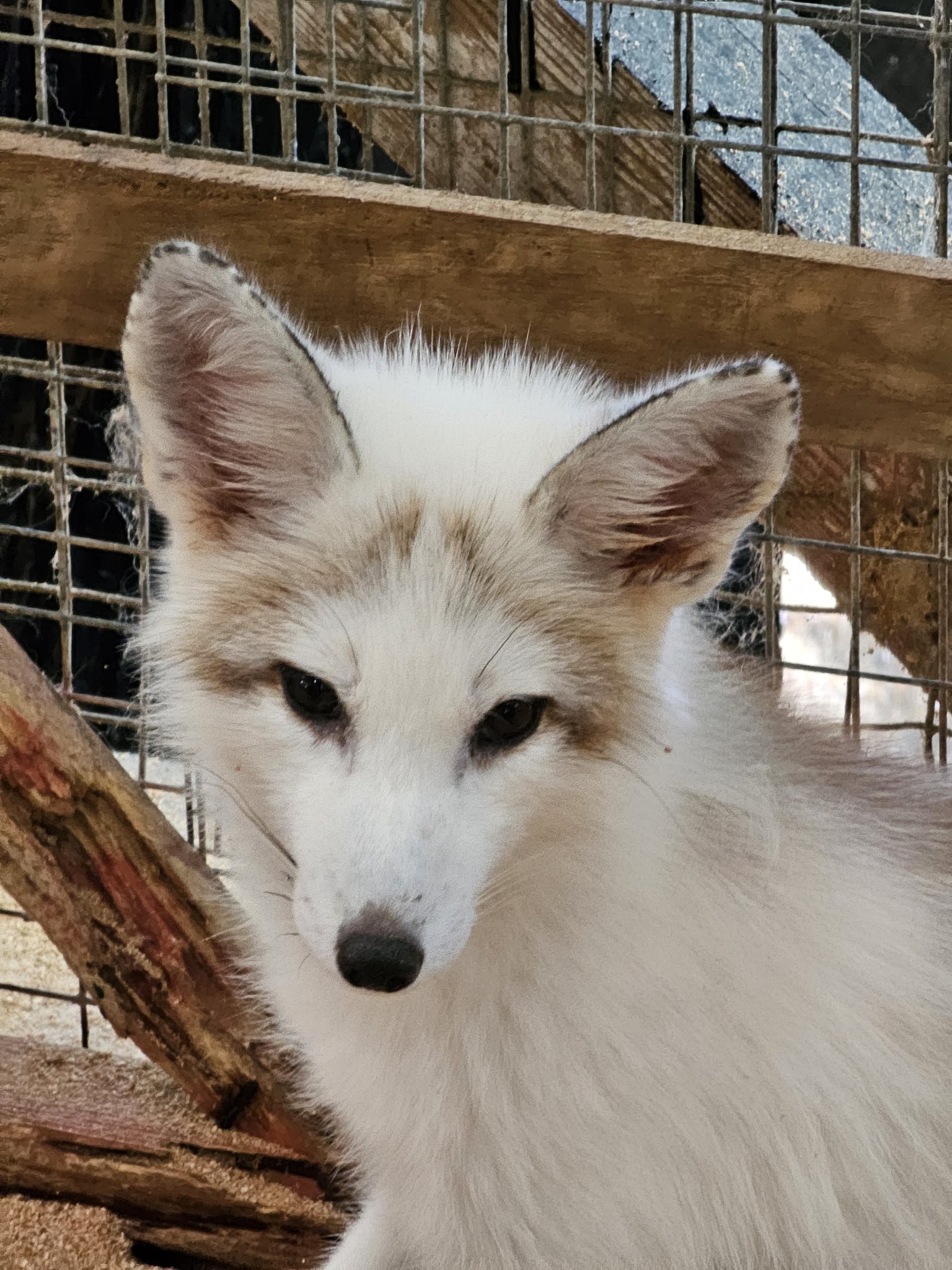 Sunglow Fox