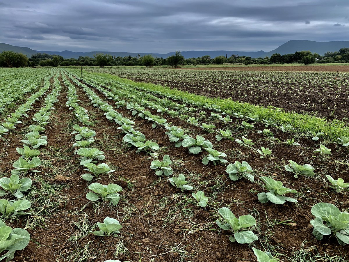 🌾 Steps to Calculate Farm Production Costs and Profit: 1. Identify ...