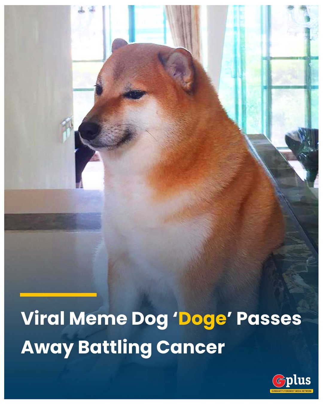 Doge Meme Shiba