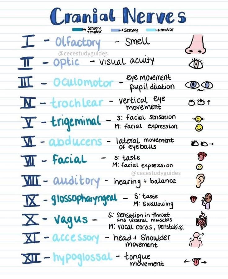 Cranial Nerves List