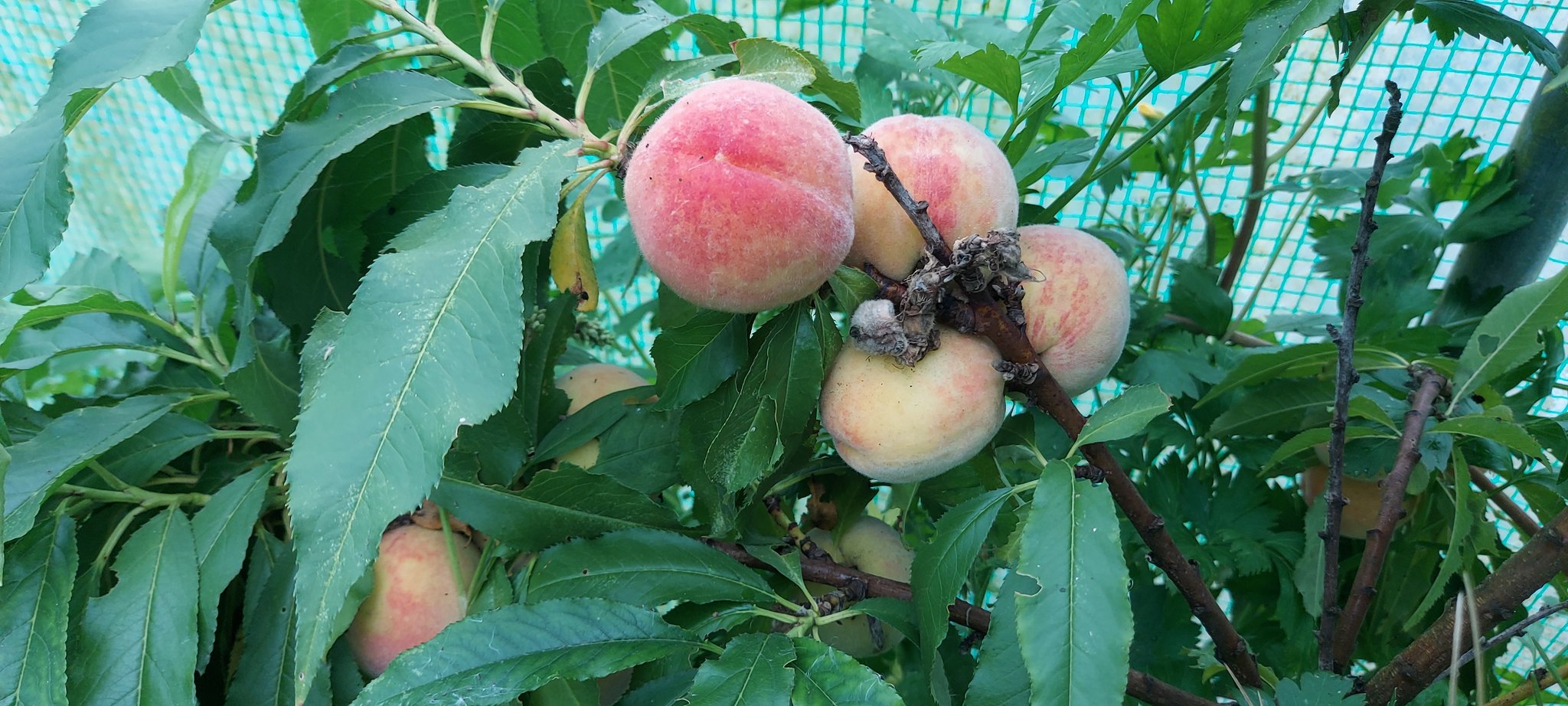 Garden Lady Peach Tree