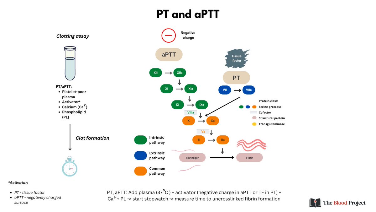 1/8 ELEVATED aPTT 43 yo F referred to outpatient hematology clinic with ...