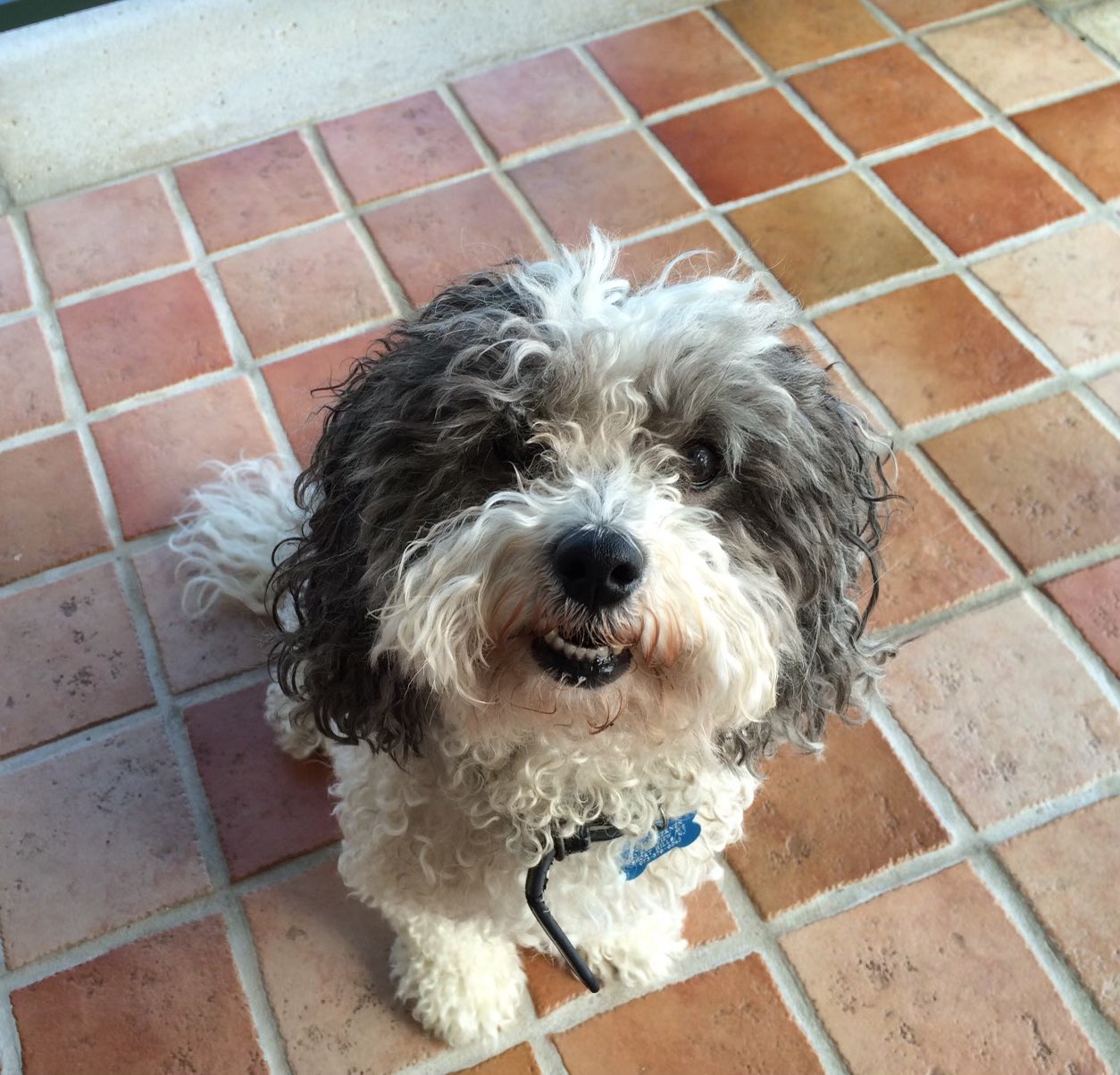 Black Havanese Poodle Mix