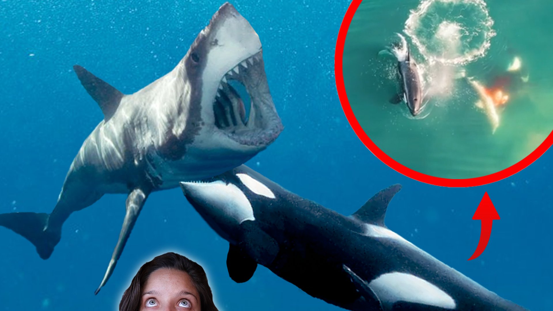 Killer Whales Eating Sharks Rare Type Of Killer Whale Caught On Camera