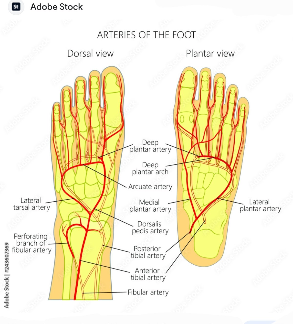 Medial Plantar Artery