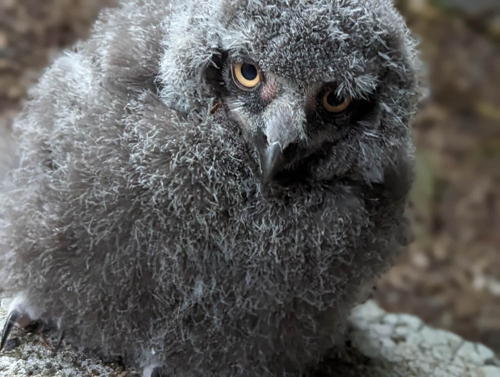 Snowy Owl Chick