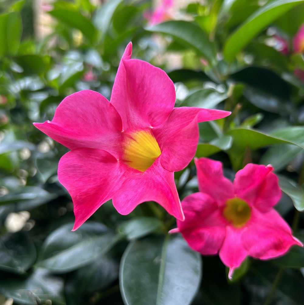 Fernlea Flowers (@RioDipladenia) / Posts / X