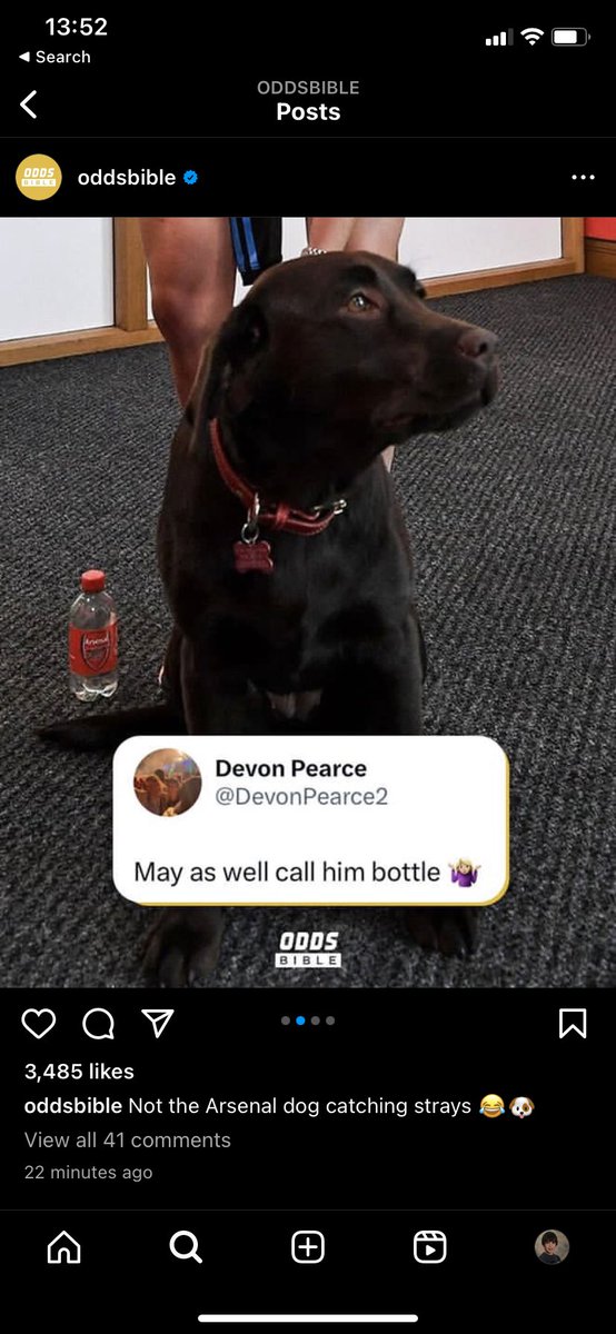 Pearce Dog Memes 50 Soul Healing Dog Memes That Are Cute And Funny At