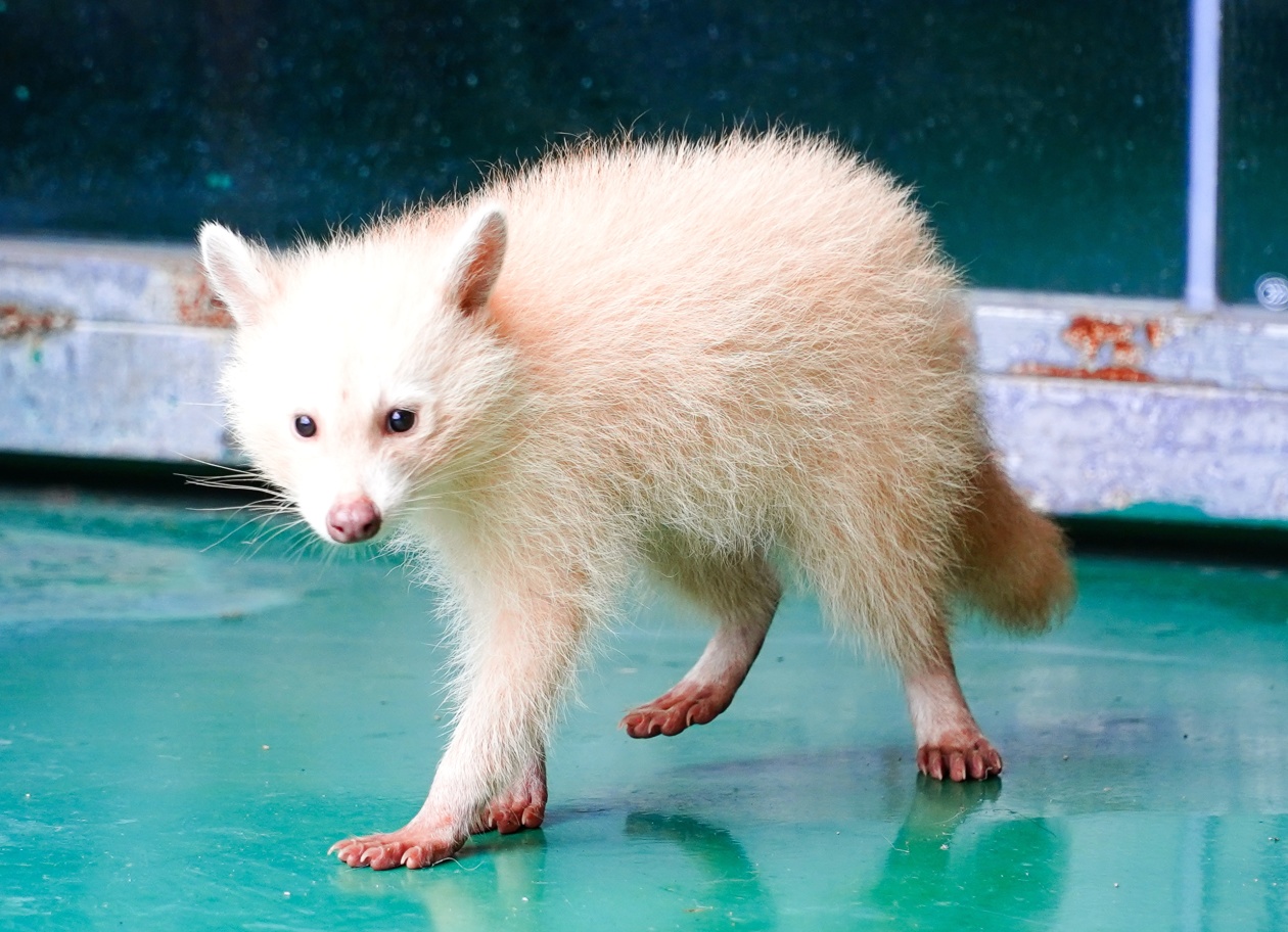 Albino Raccoon
