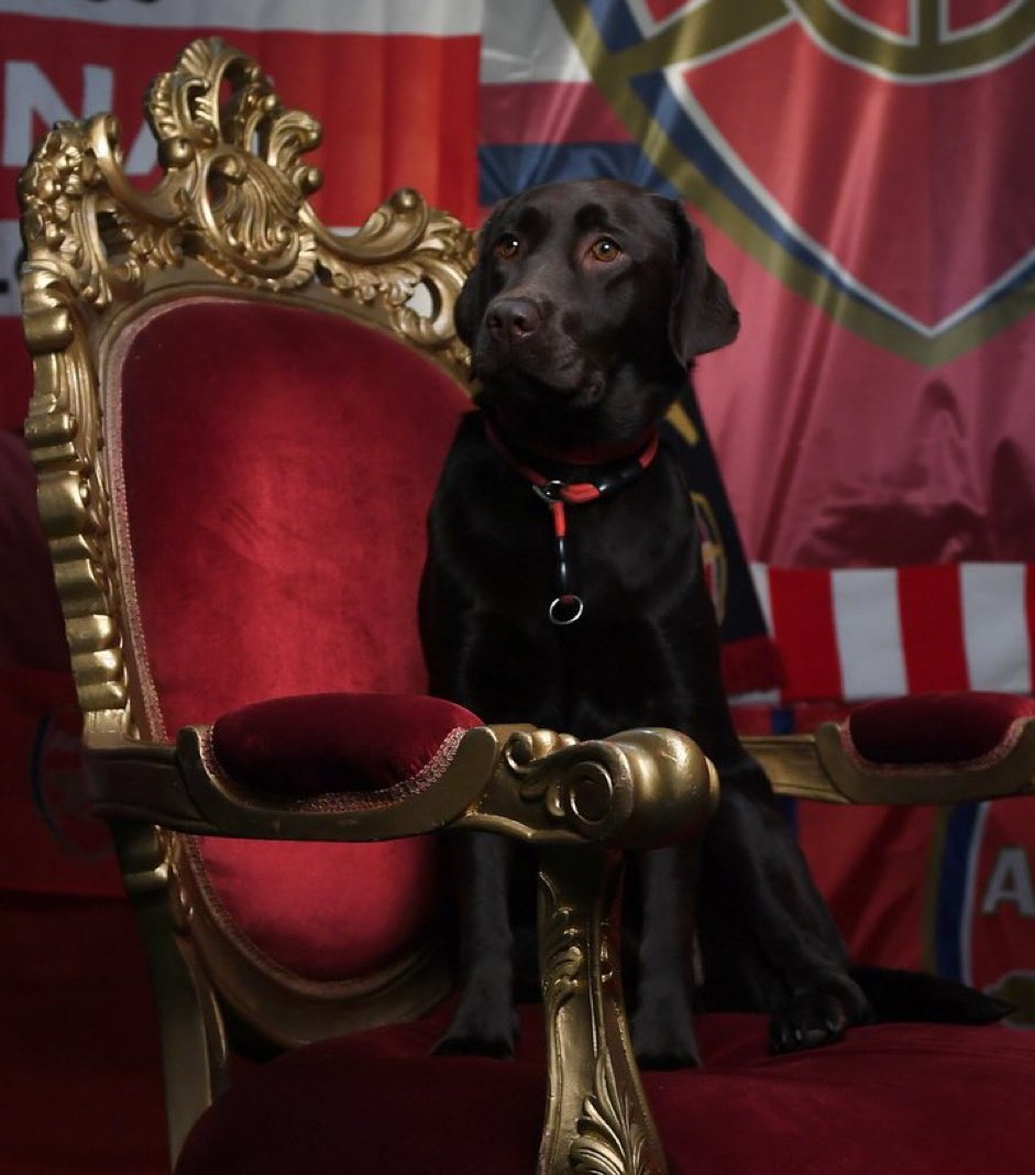 David Raya defiende a su perro XL Bully y critica a los medios ...