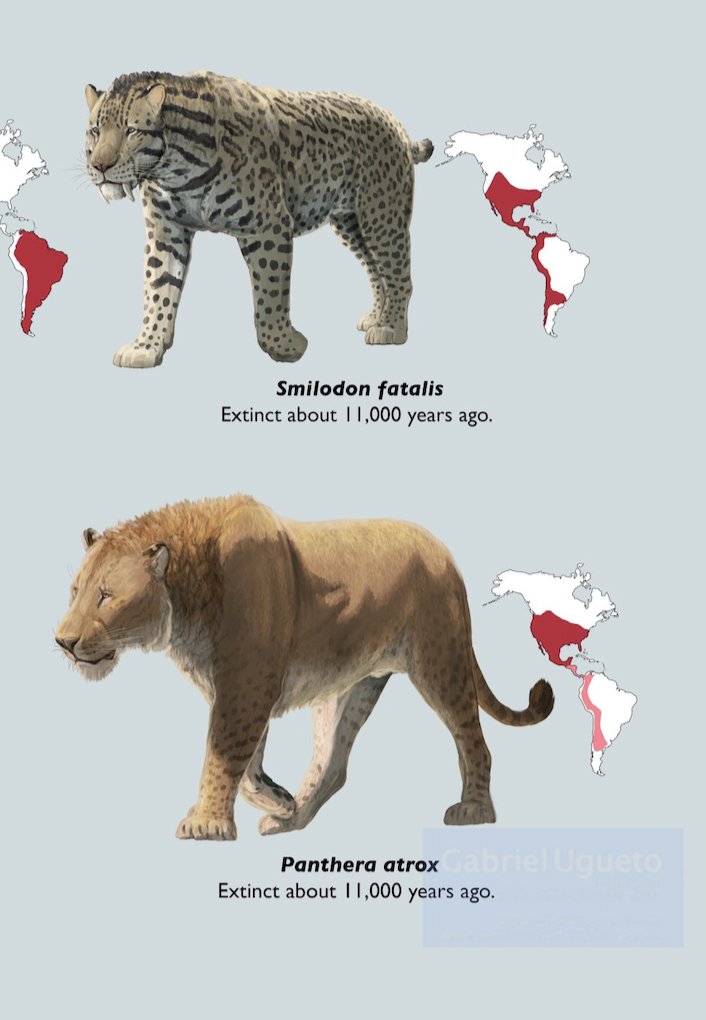 Smilodon Fatalis Size