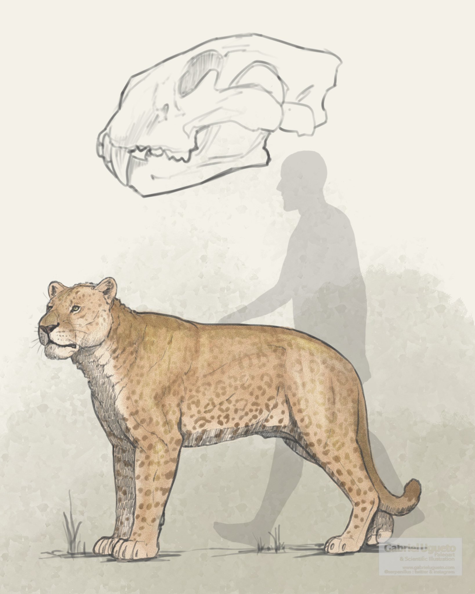 American Lion Vs Smilodon