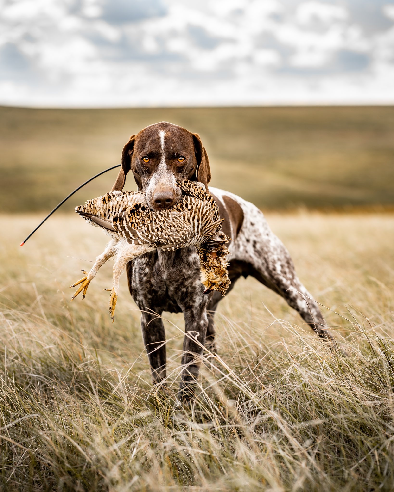 German Shorthaired Pointer Hunting Wallpaper