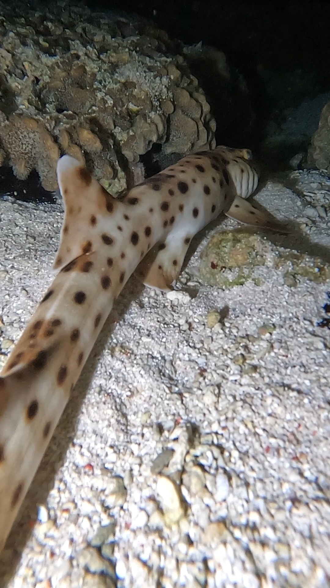 Epaulette Shark Walking