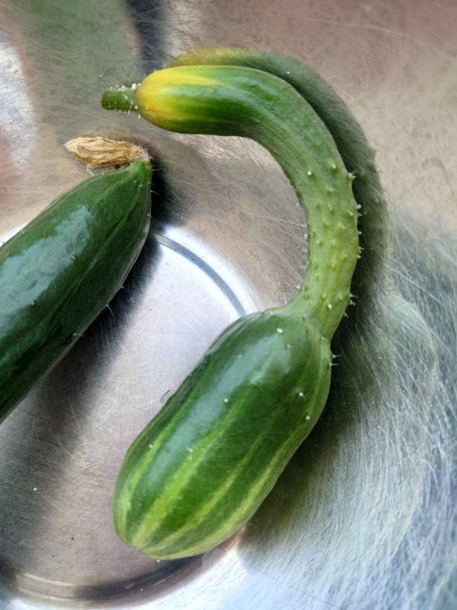 泉野たつき(@i_tatuki) - Twilog