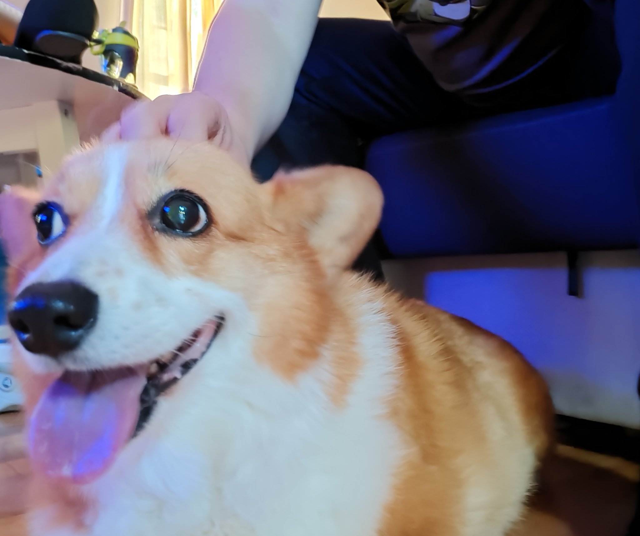 Good Morning Corgi