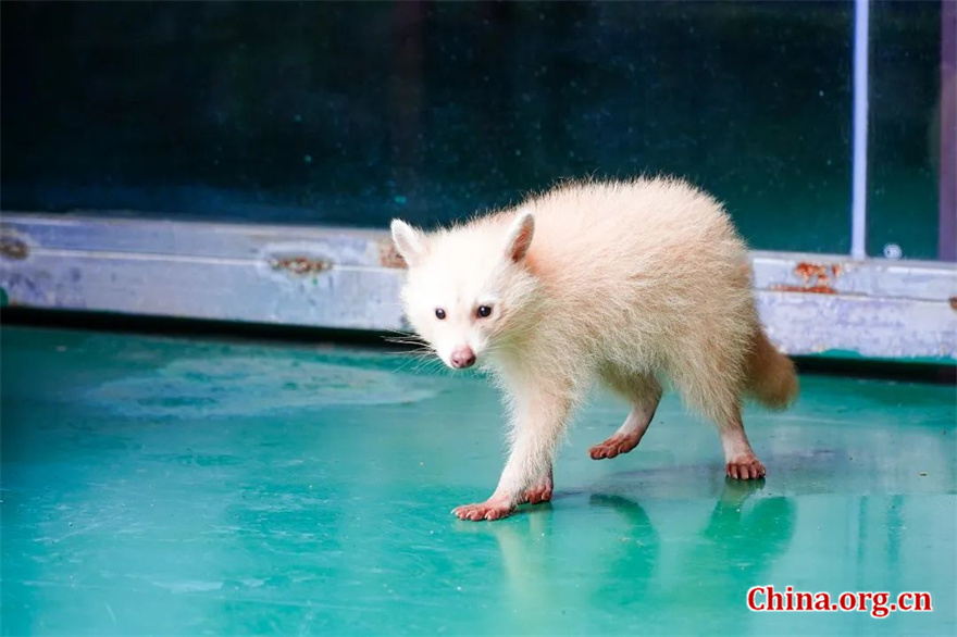 Albino Raccoon Albino Raccoon