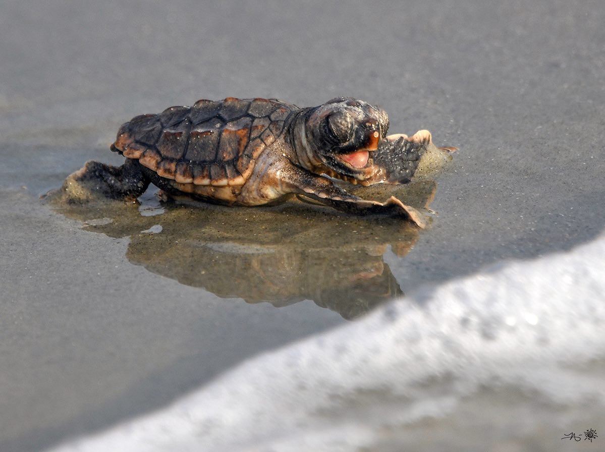 Smiling Baby Turtle