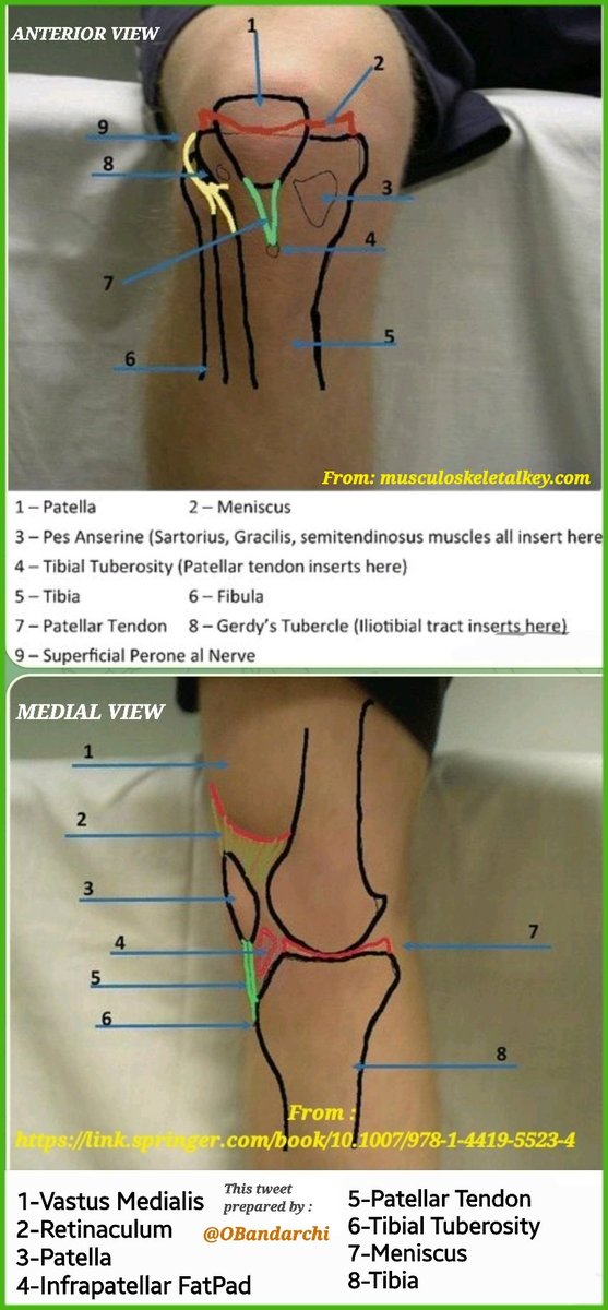 Surface Anatomy Knee