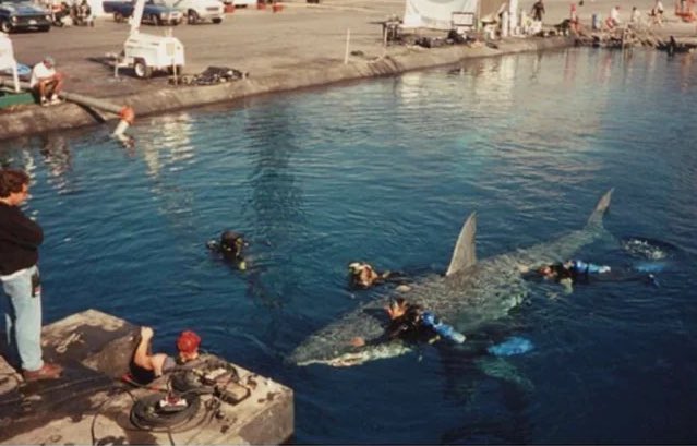 Deep Blue Sea Animatronic Shark